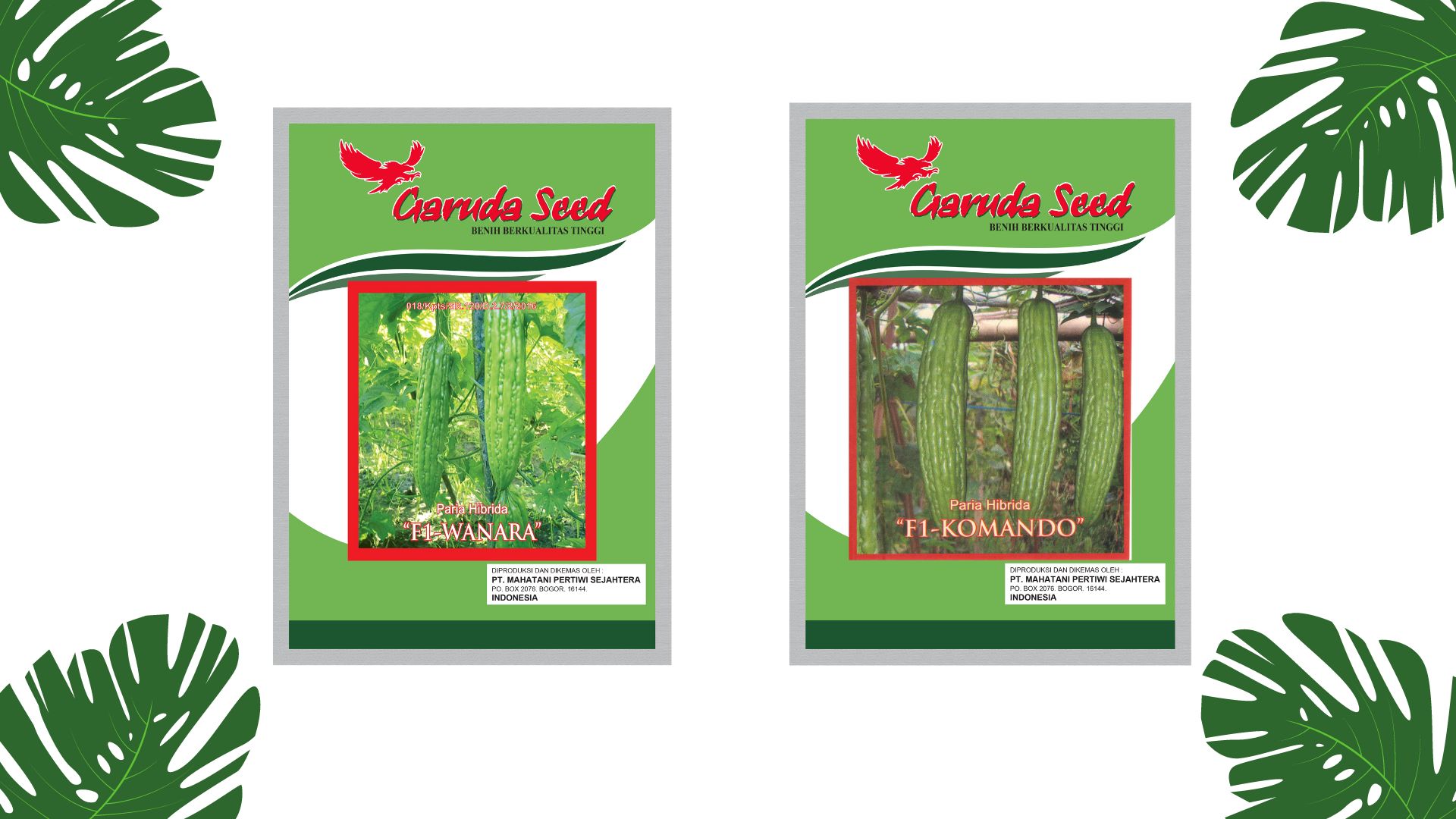 cara sukses menanam paria - Garuda Seed