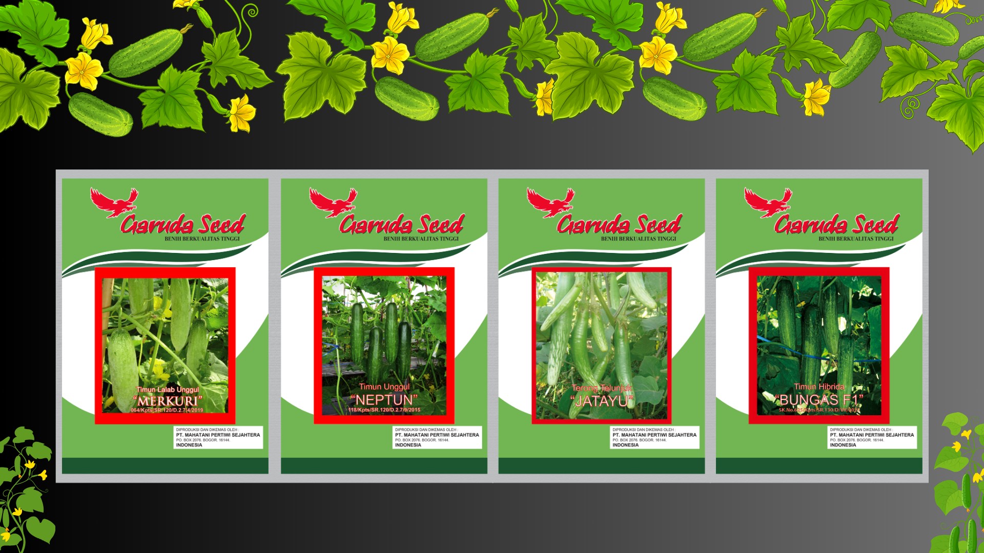 Cara Mudah Menanam Timun Di Rumah - Garuda Seed