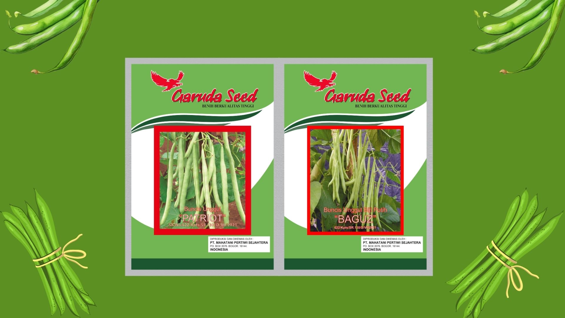 Cara Mudah Menanam Buncis - Garuda Seed